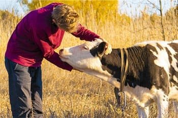 Moooooove over therapy dogs. That’s right, therapy cows are in ...